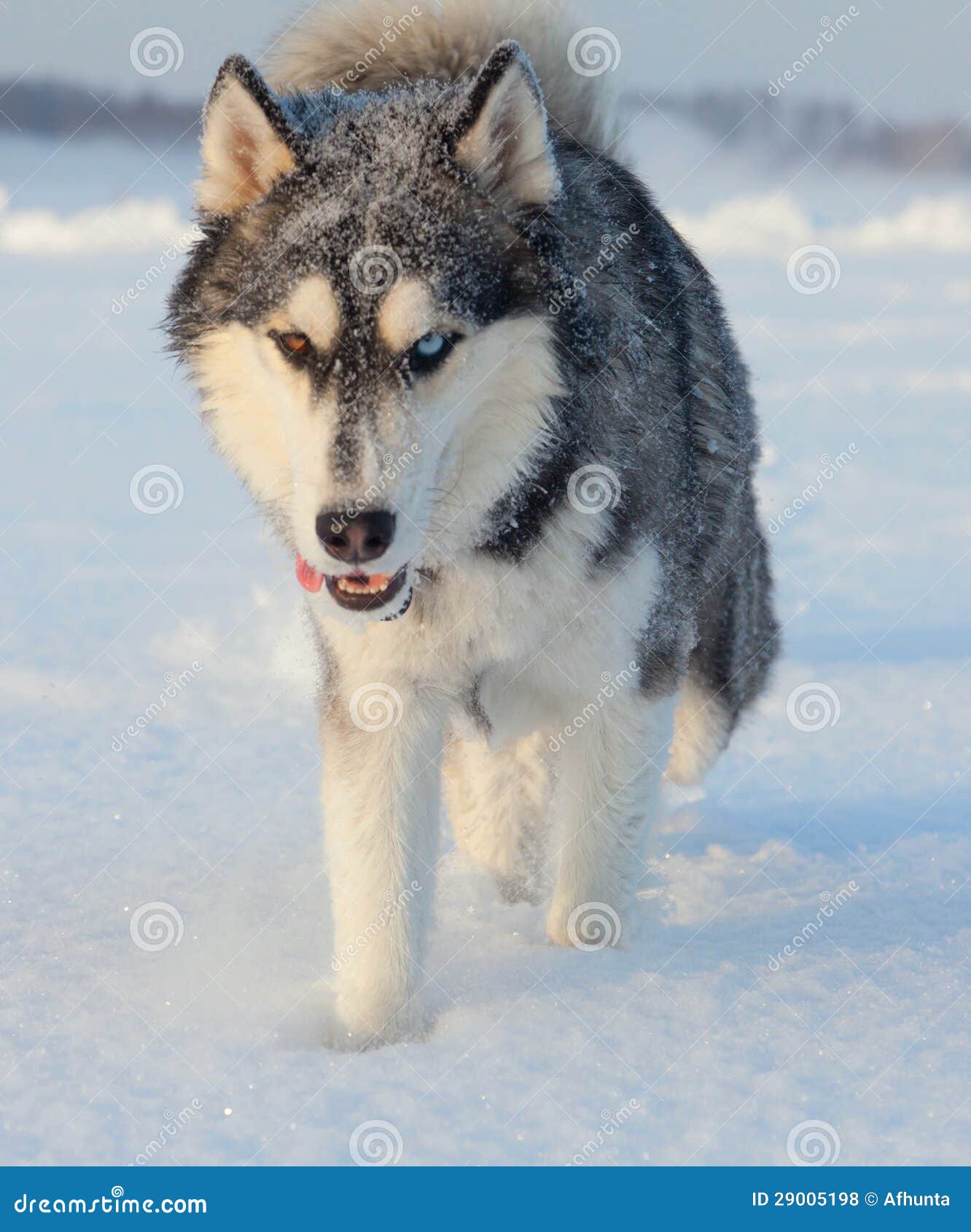 Male Husky stock photo. Image of steppe, north, siberia - 29005198