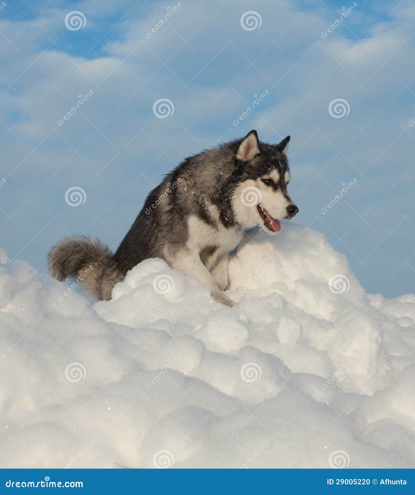 Male Husky stock photo. Image of mammal, canine, view - 29005220