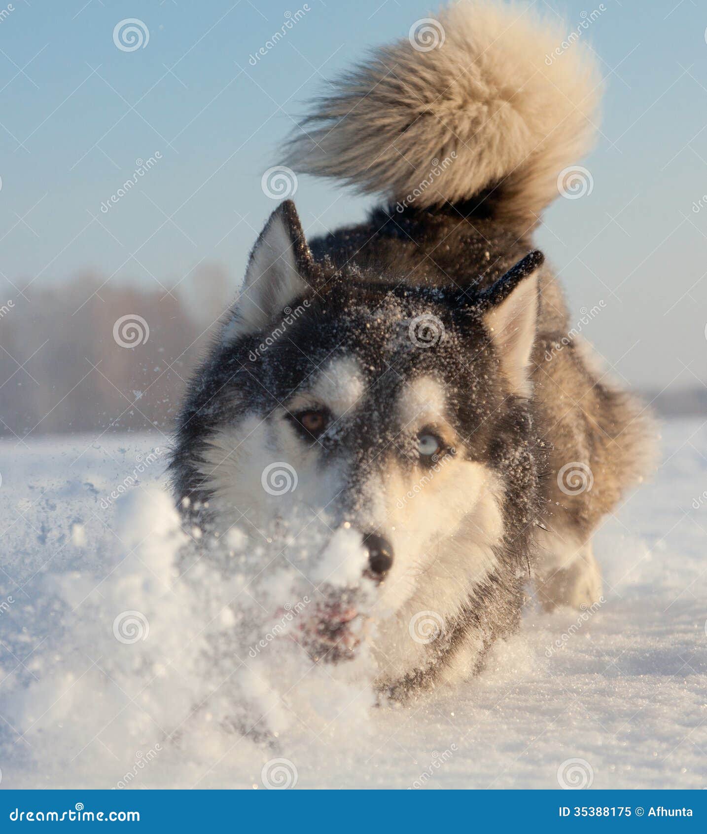 Male Husky stock image. Image of wolf, pets, animal, gray - 35388175