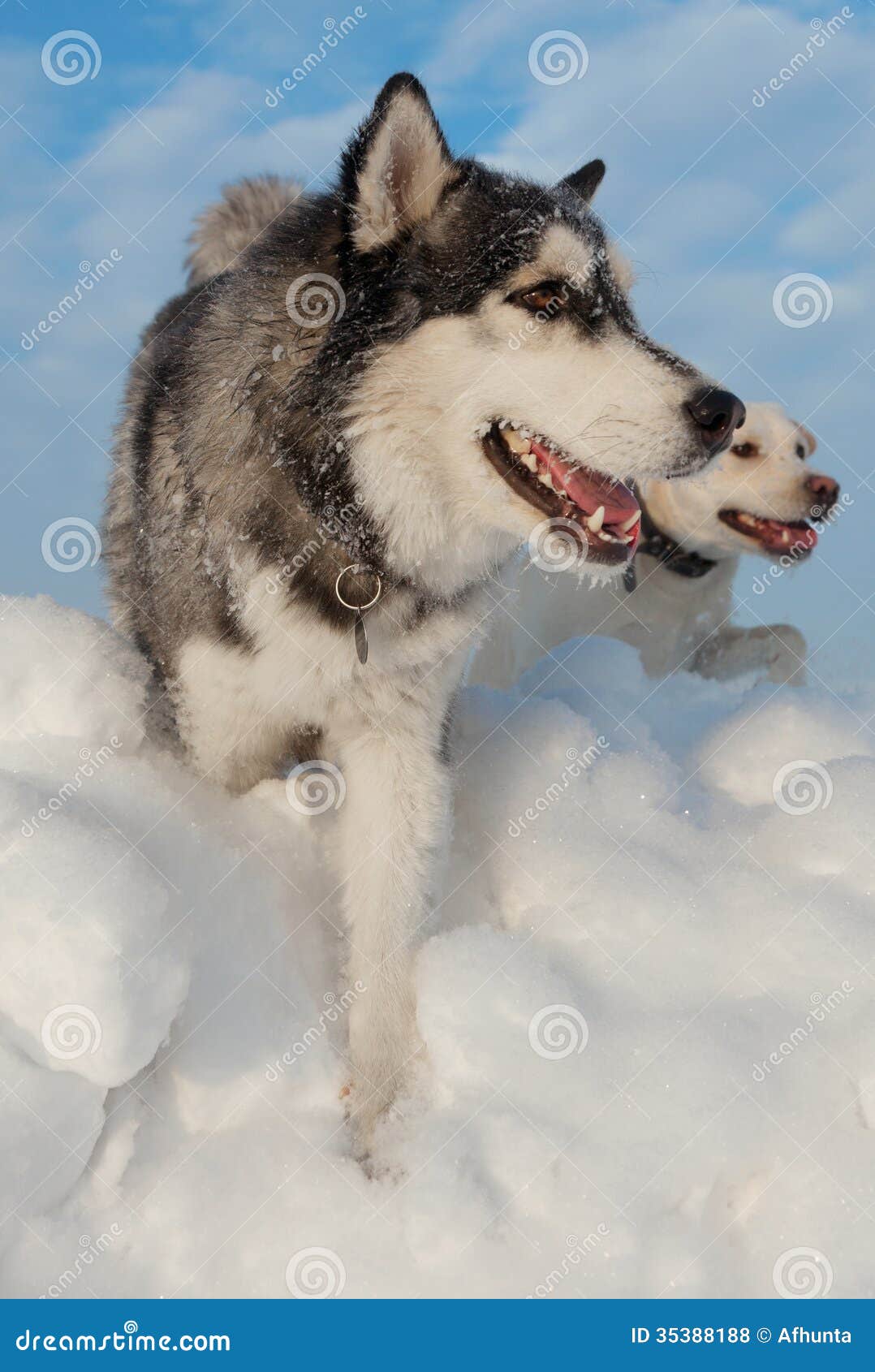 Male Husky stock photo. Image of nature, steppe, siberia - 35388188