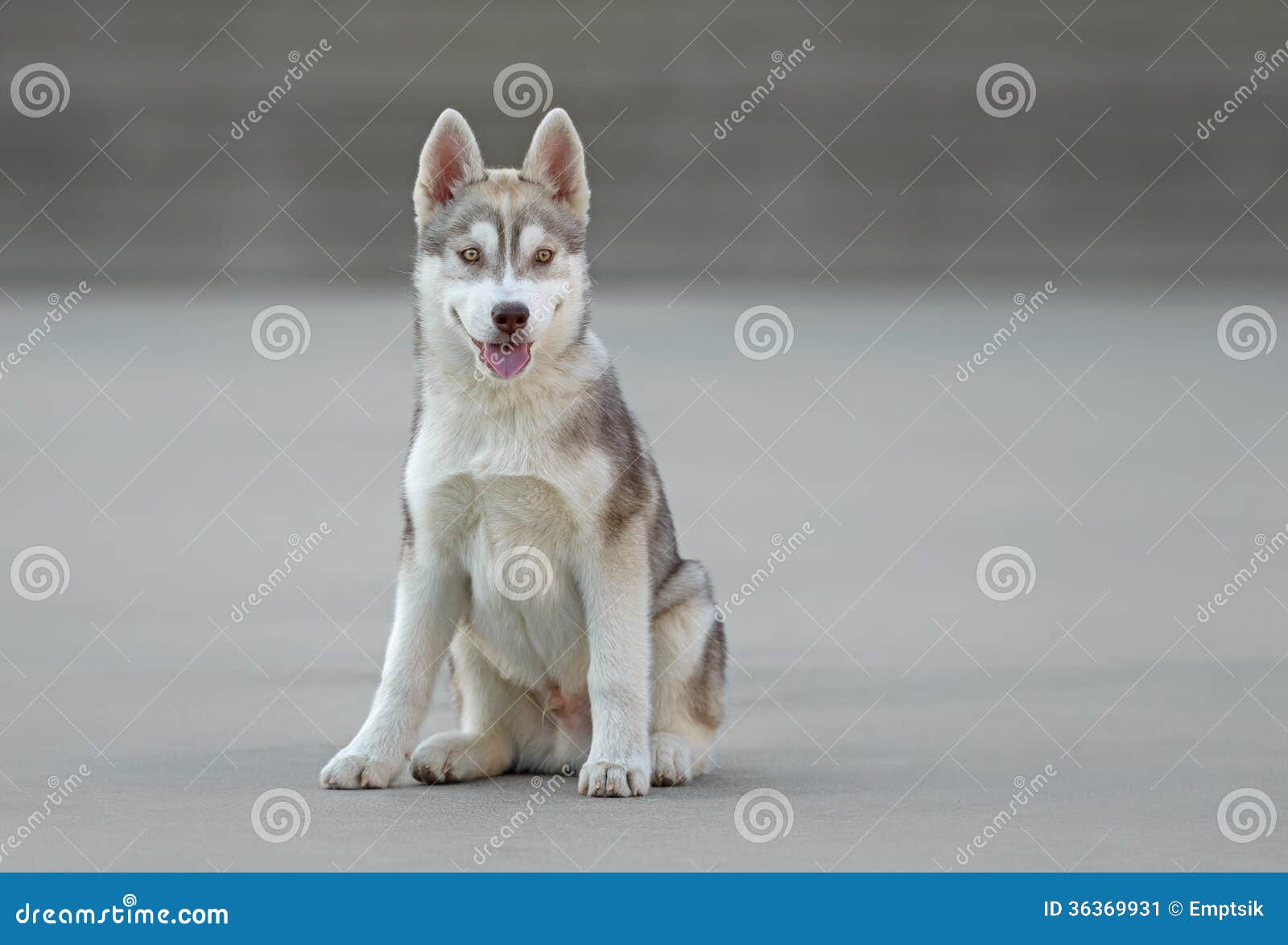 Male husky puppy stock image. Image of animal, looking - 36369931