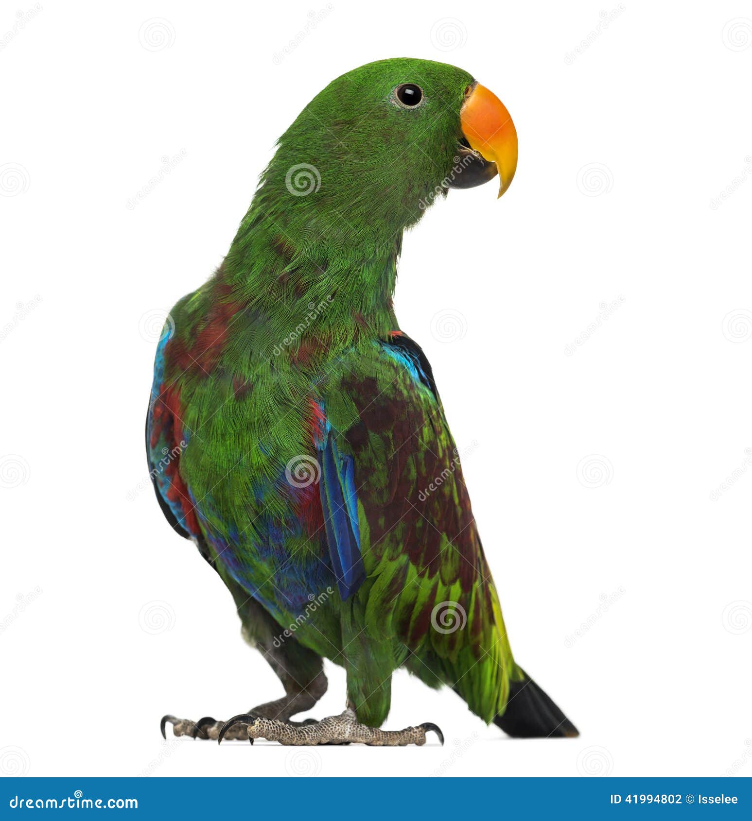 Male Hybrid Eclectus Parrot (7 Months Old) Stock Photo - Image of ...