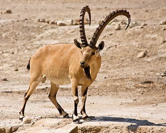 Male Ibex stock image. Image of wilderness, gedi, east - 26012709