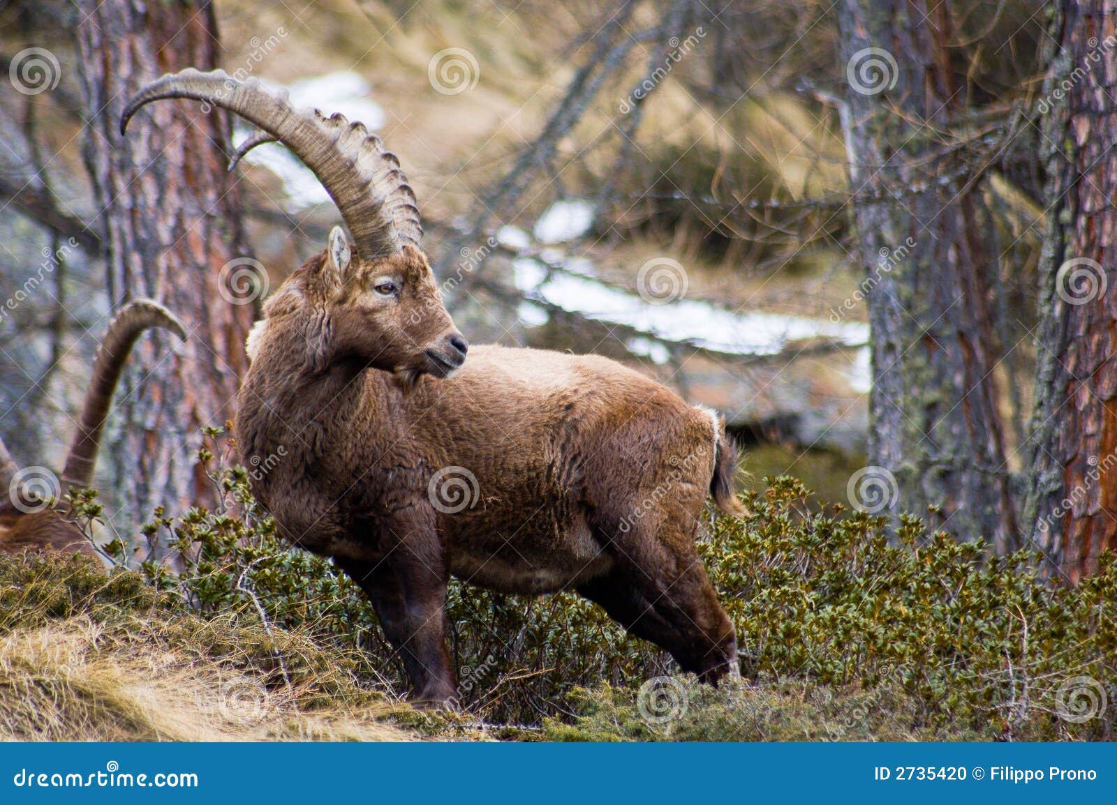 Male ibex arkivfoto. Bild av framsida, kapra, däggdjur - 2735420