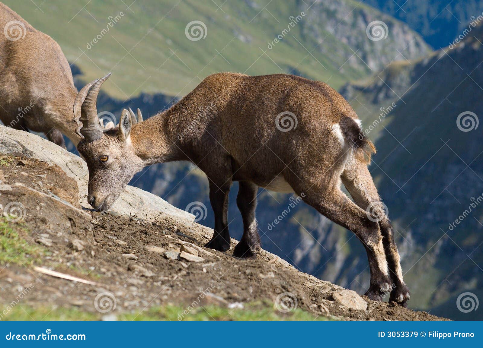 Male Ibex eating stock image. Image of stambecco, mountains - 3053379