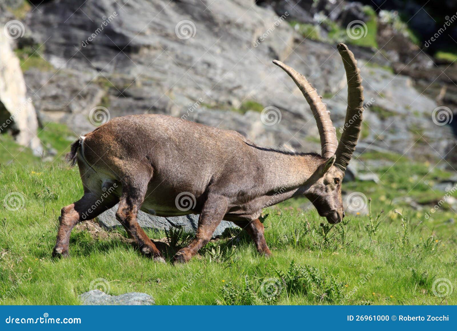 Male ibex (ibex goat) stock photo. Image of excursion - 26961000