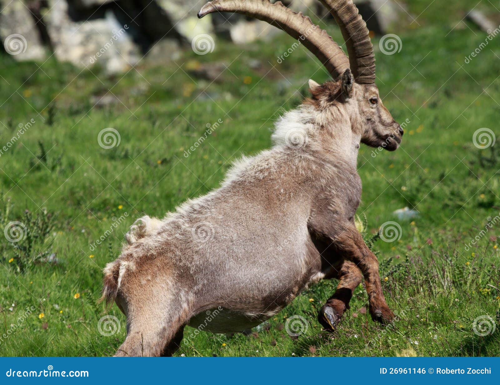 Male ibex (ibex goat) stock photo. Image of aosta, horns - 26961146
