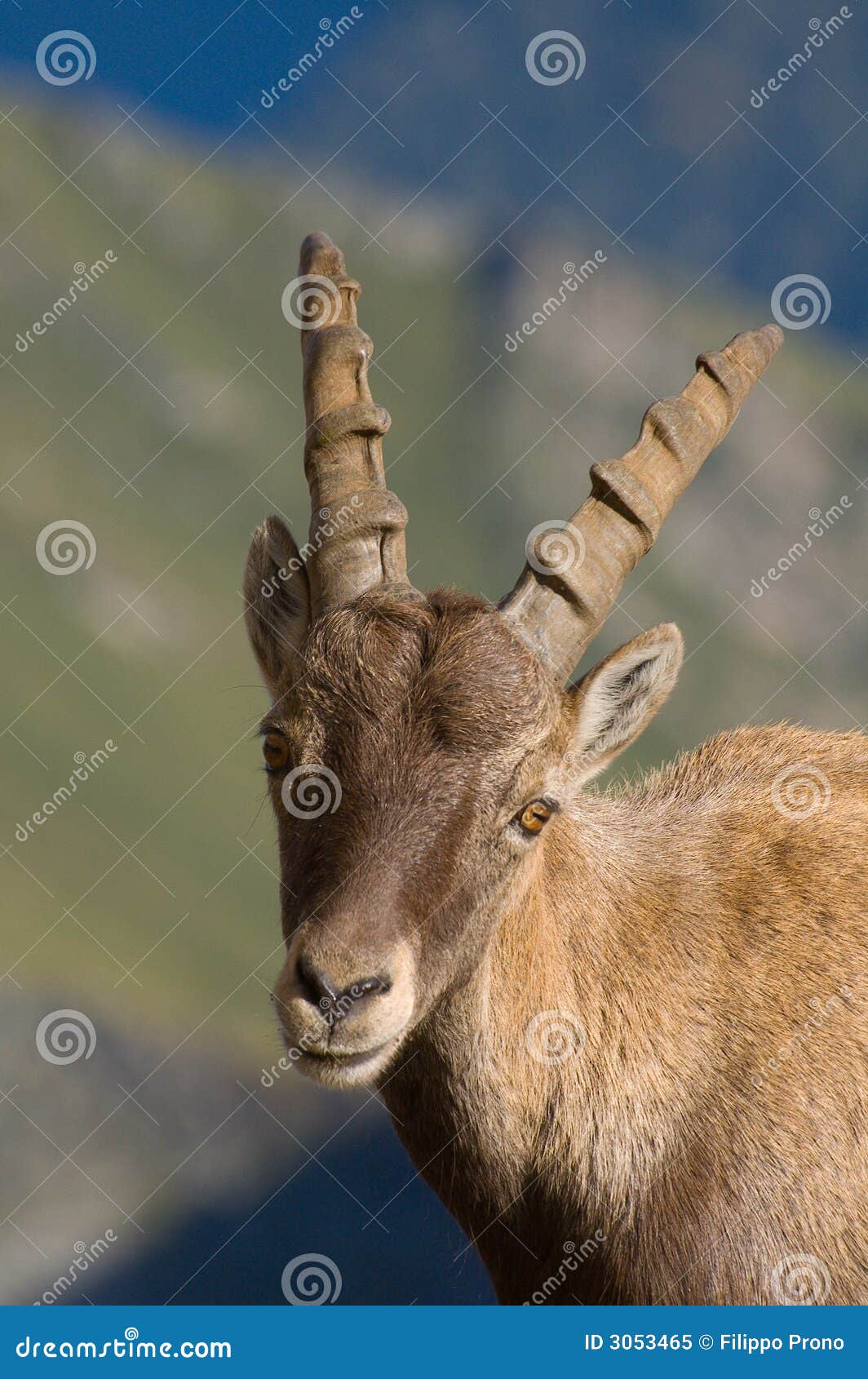 Male Ibex portrait stock image. Image of mountains, ibex - 3053465