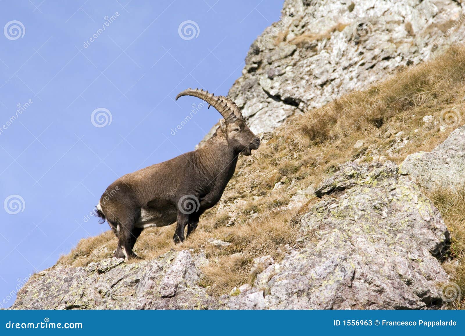 A Male Ibex In Profile Picture. Image: 1556963