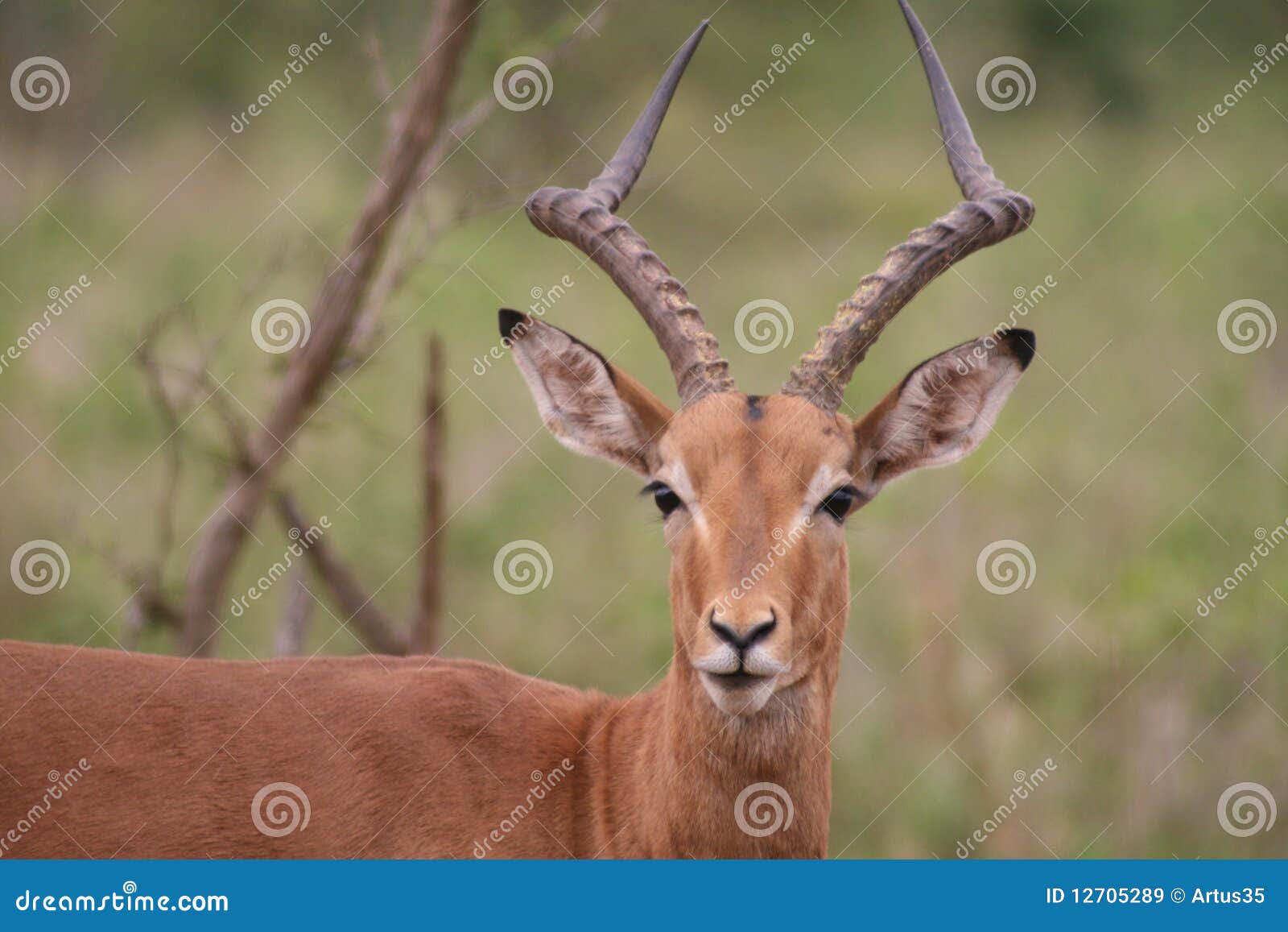 Male Impala stock image. Image of melampus, horns, bull - 12705289