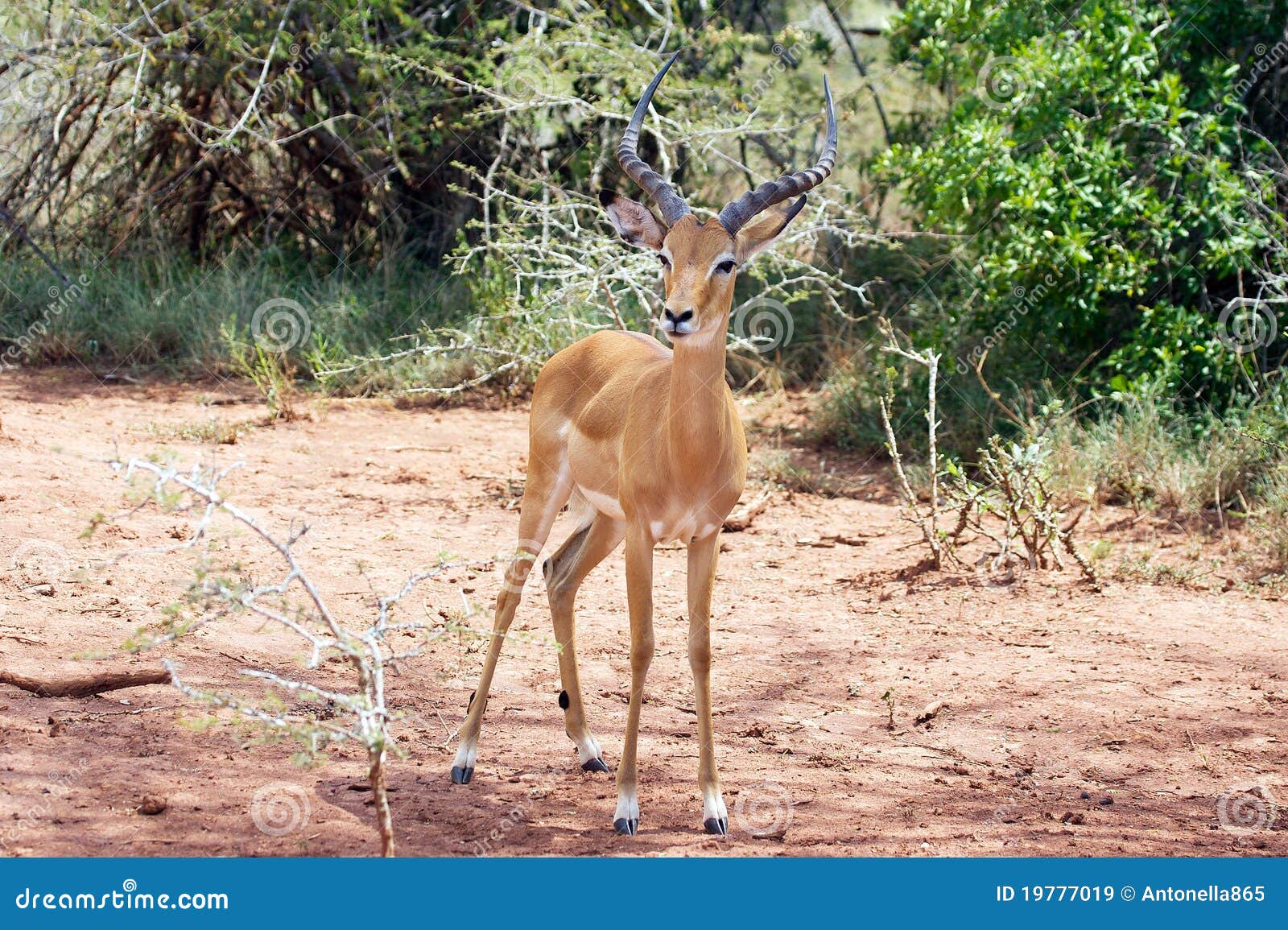 Male Impala (Aepyceros Melampus) Stock Image - Image of species ...