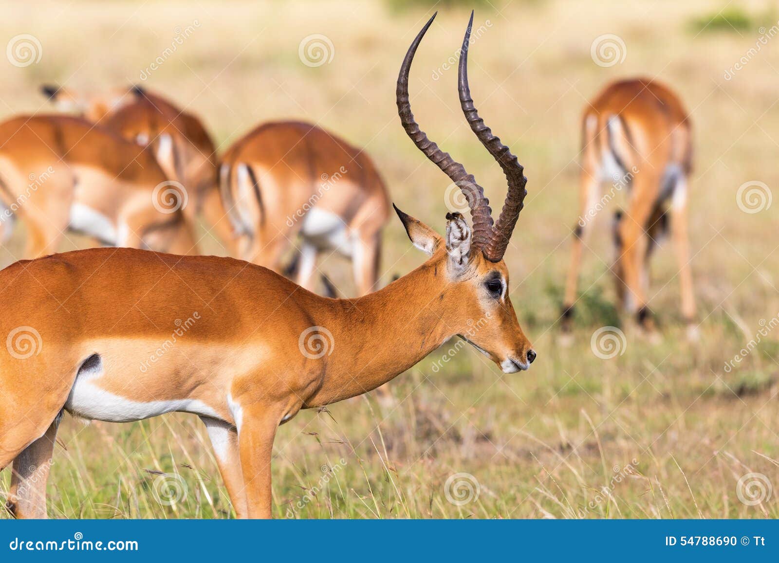 Male Impala antelope stock photo. Image of impala, antelope - 54788690