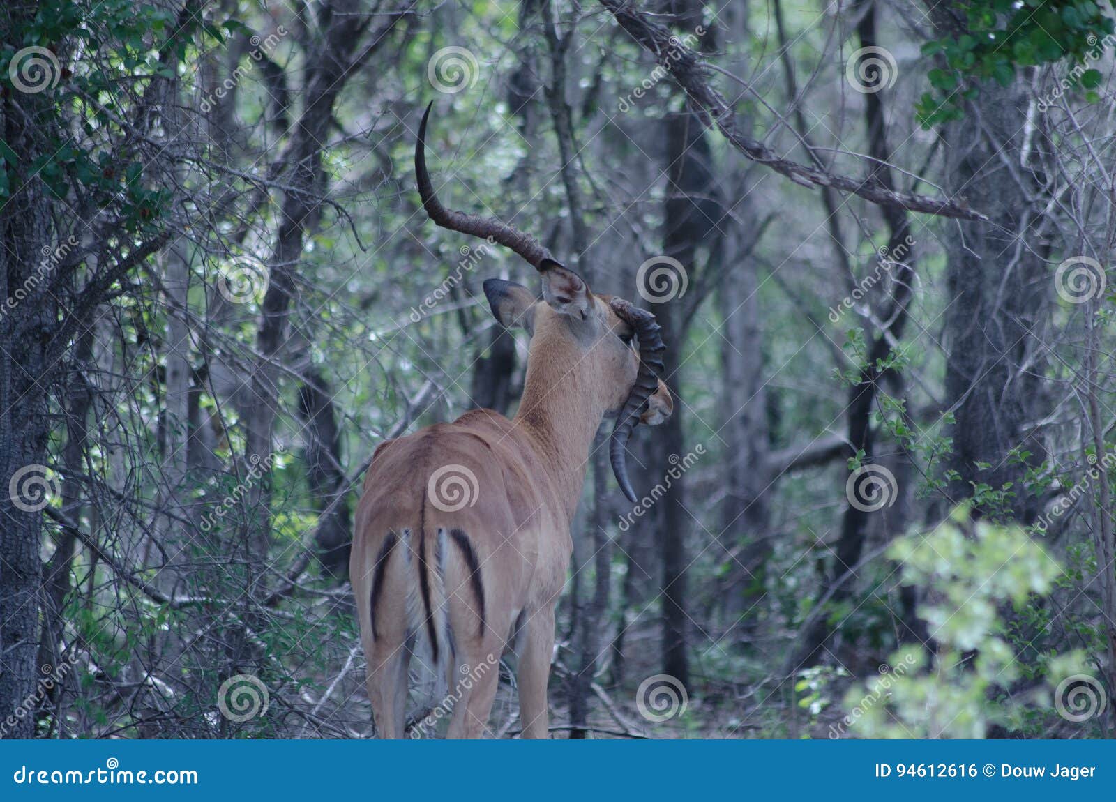 Male Impala with Broken Horn Stock Photo - Image of safari, national ...