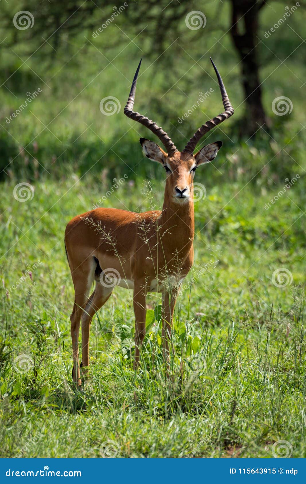 Impala Ewe Facing Camera, Prominent Flash Marking On Head. Stock Photo ...