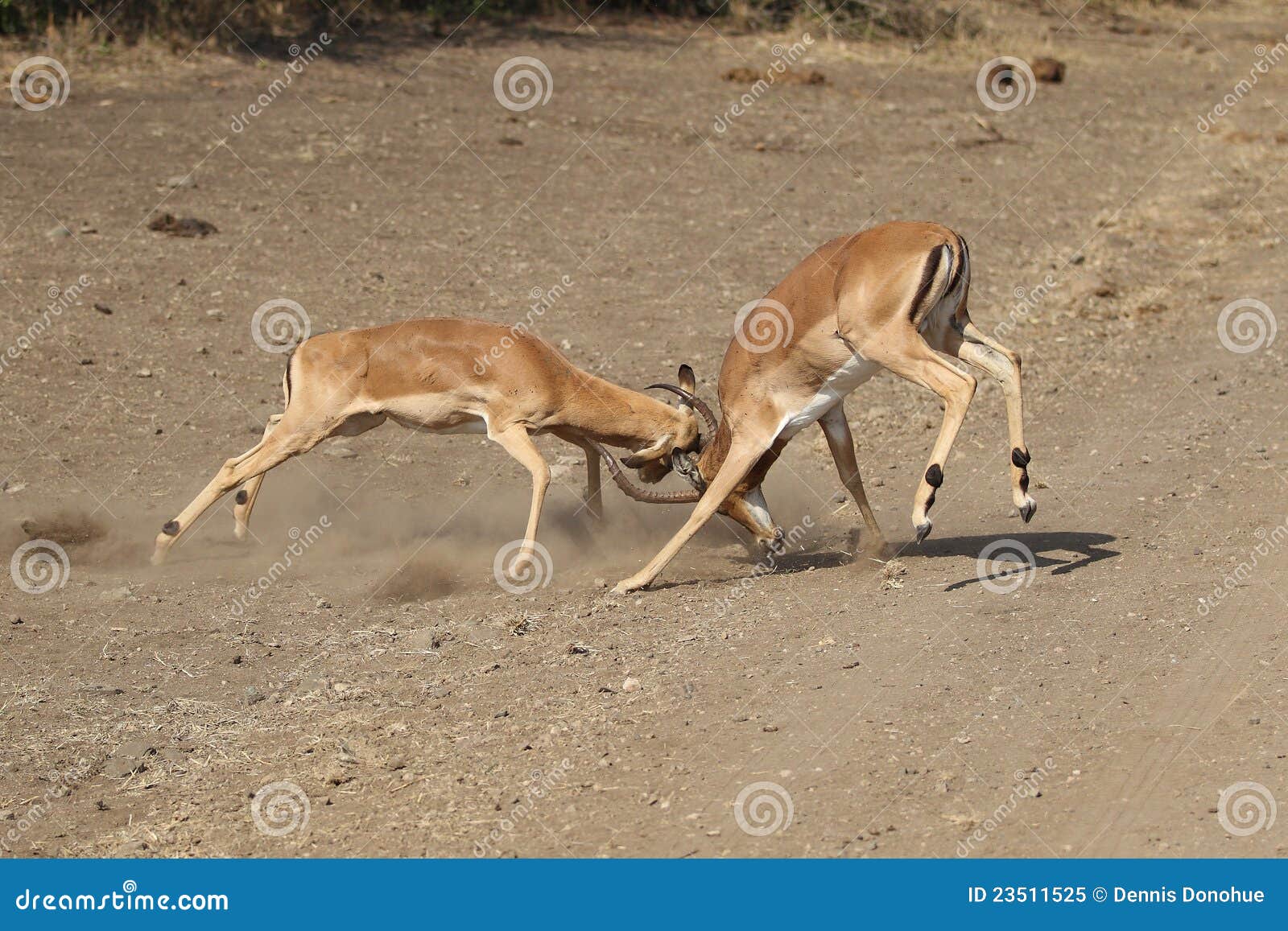 Male Impala fighting stock image. Image of antelope, impala - 23511525