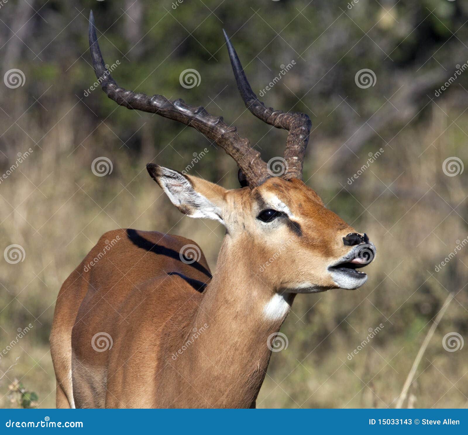 Male Impala Stock Photography | CartoonDealer.com #43580258
