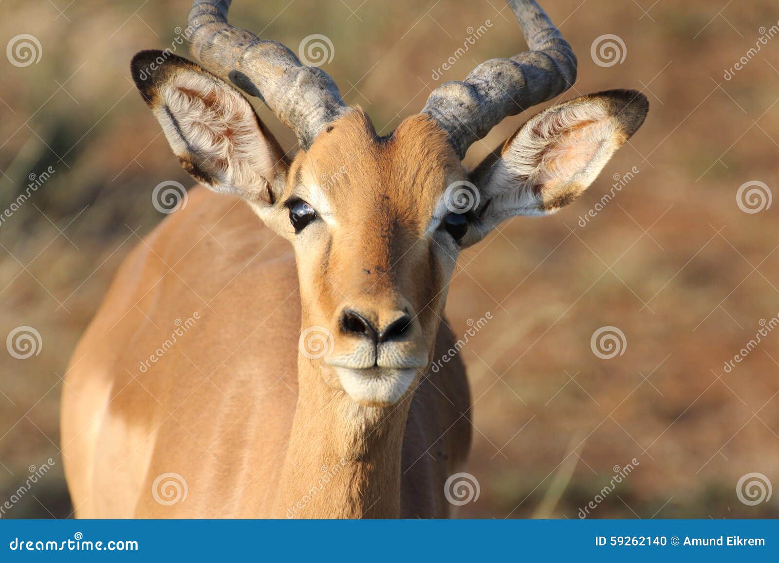 Male impala stock photo. Image of safari, park, wild - 59262140