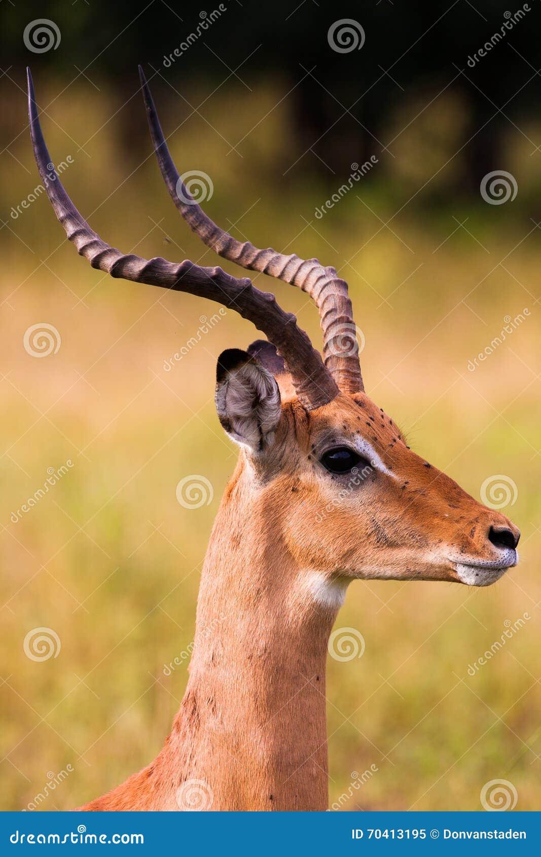 Male Impala stock image. Image of eyes, national, mark - 70413195