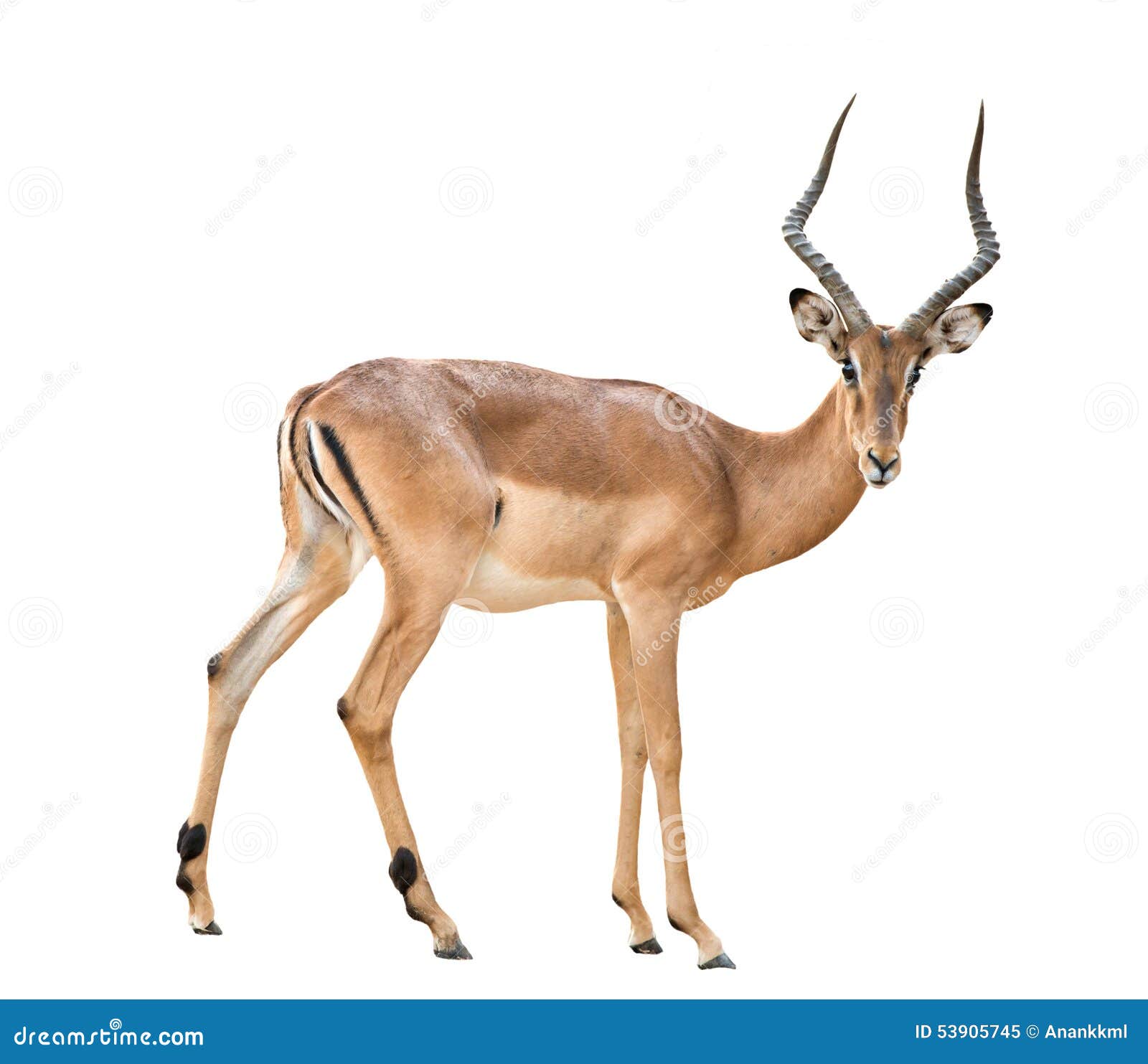 Male impala isolated stock image. Image of game, brown - 53905745