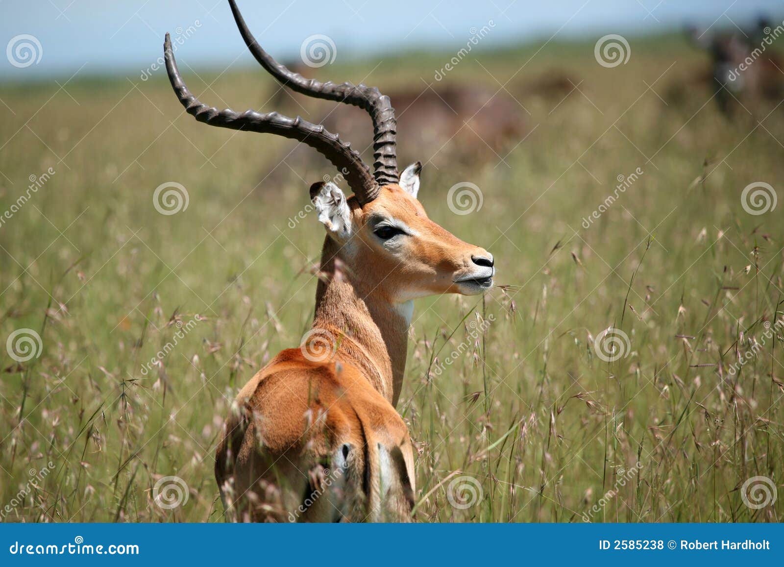 Male Impala Masai Mara Kenya Stock Photo - Image of animal, impala: 2585238
