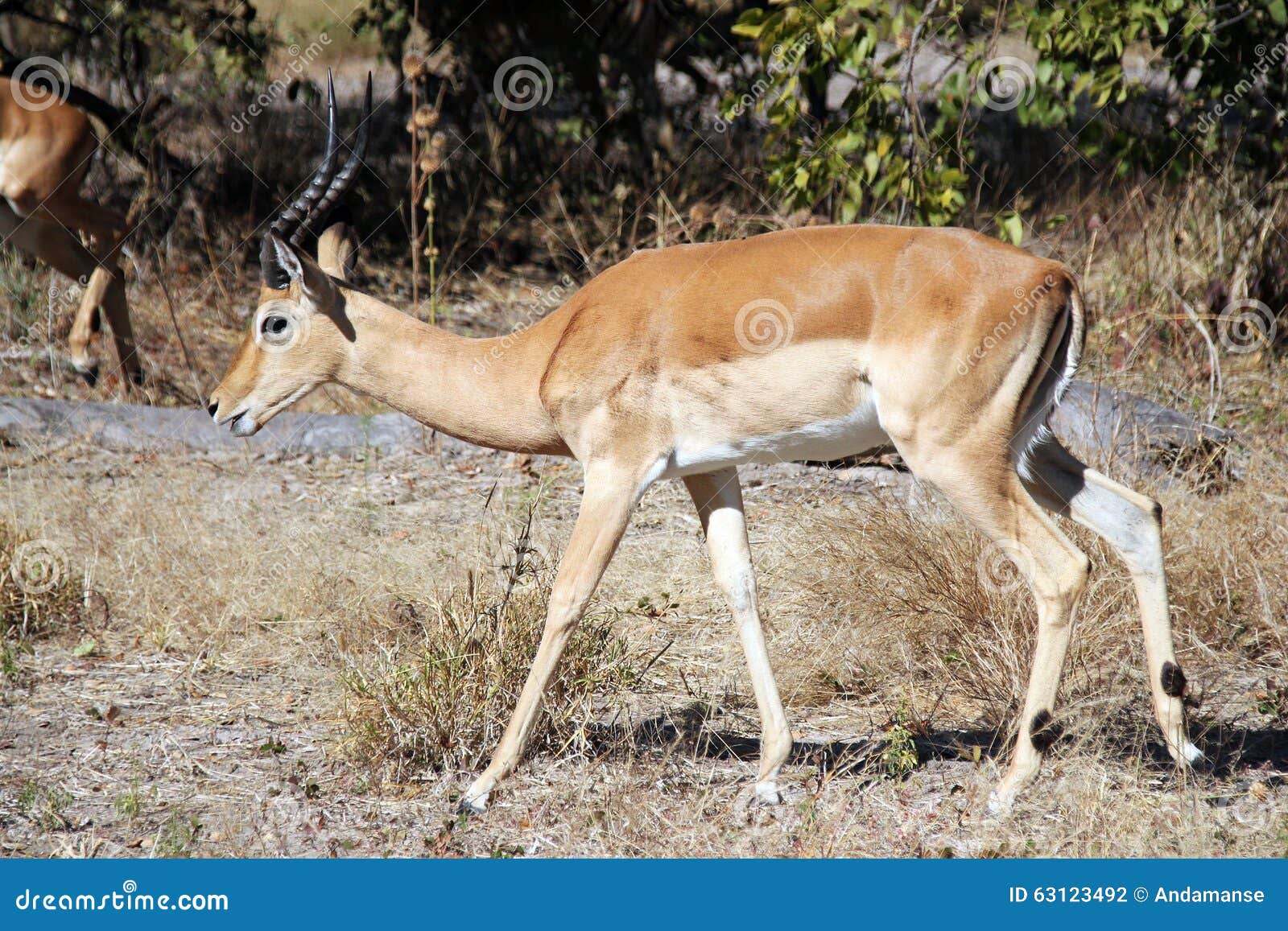 Male Impala stock photo. Image of impala, africa, wildlife - 63123492