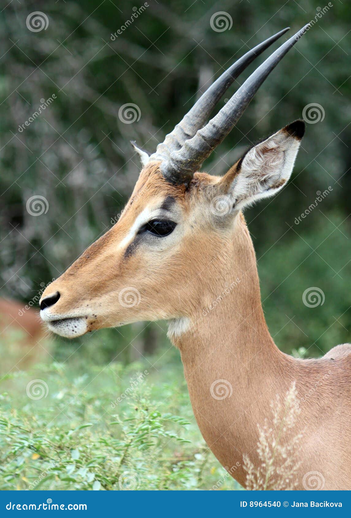 Male impala portrait stock photo. Image of impala, face - 8964540