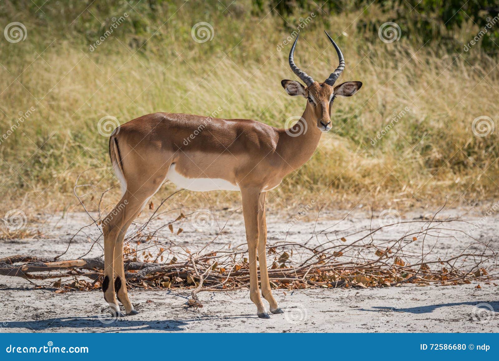 Male Impala on Sandy Ground Facing Camera Stock Photo - Image of ...