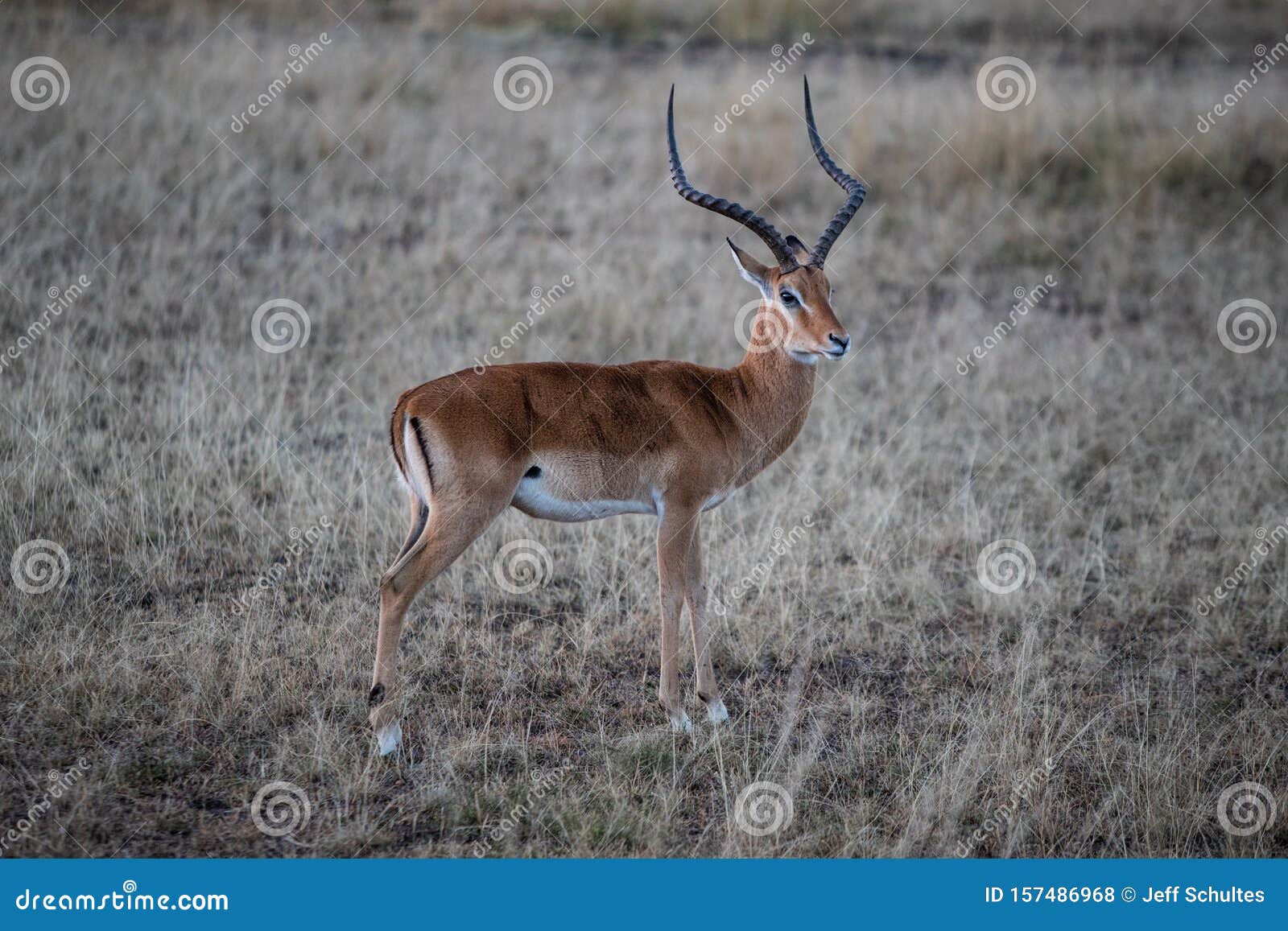 Impala stock photo. Image of preserve, animal, kenya - 157486968