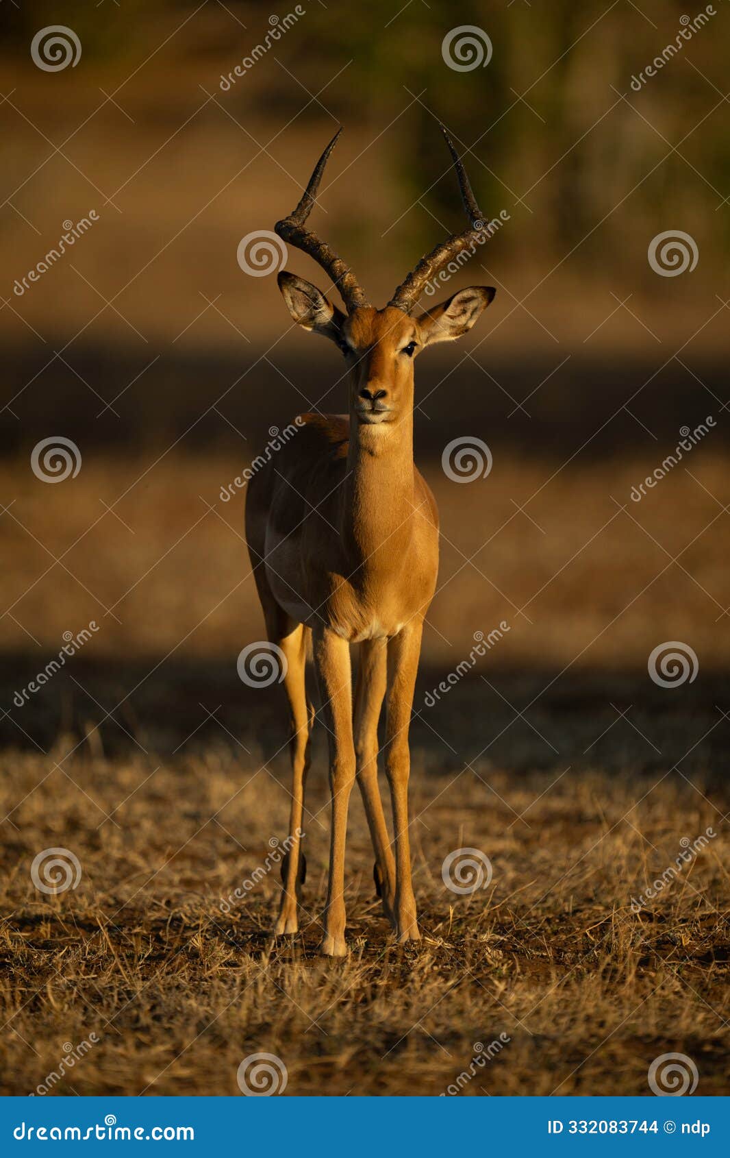 Impala Ewe Facing Camera, Prominent Flash Marking On Head. Stock Photo ...