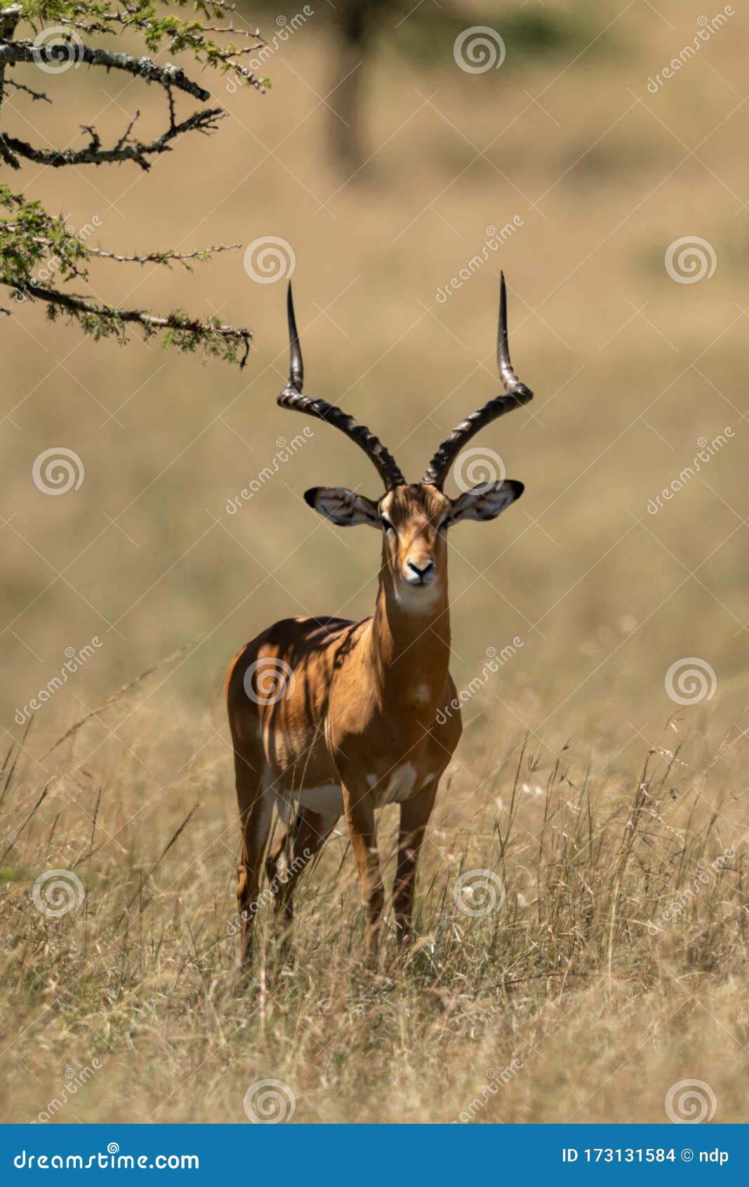 Male Impala Stands in Shade of Tree Stock Photo - Image of savanna ...