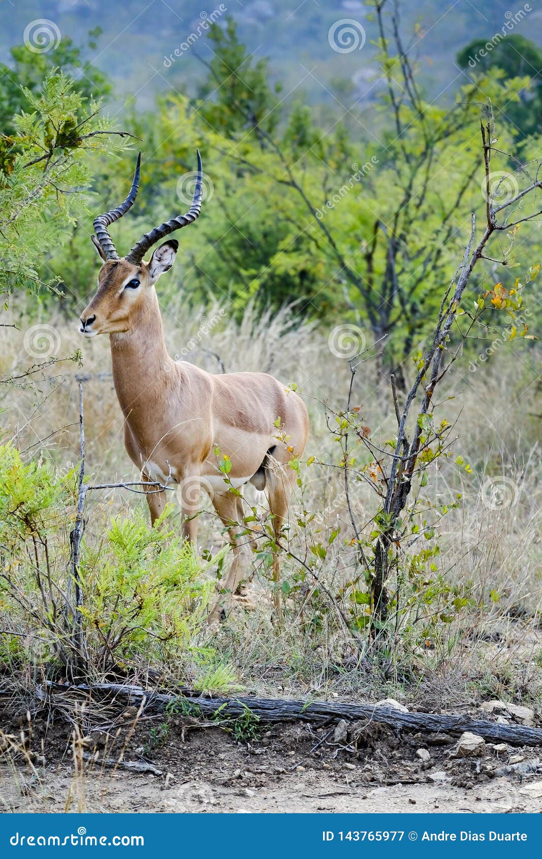 Male impala in the wild stock image. Image of herbivore - 143765977