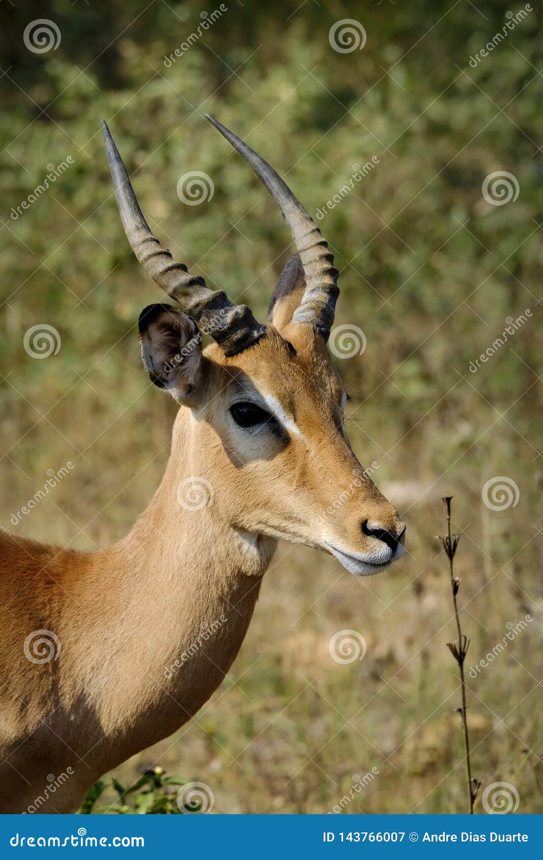 Male impala in the wild stock image. Image of horned - 143766007