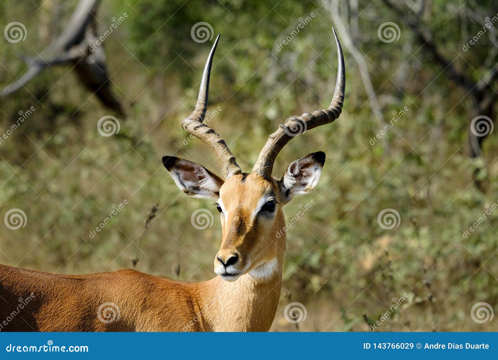 Male impala in the wild stock image. Image of herbivore - 143766029