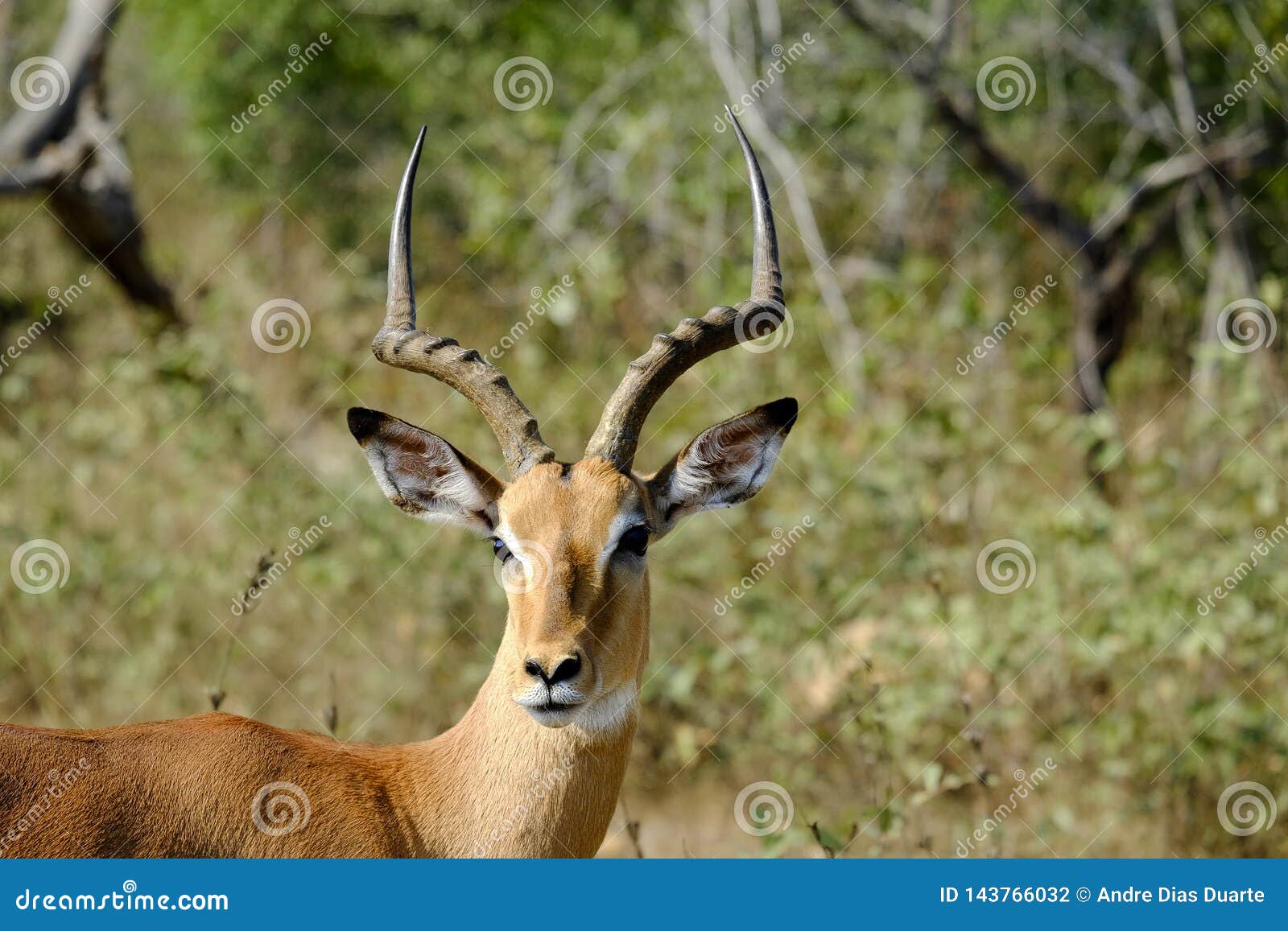 Male impala in the wild stock photo. Image of kenya - 143766032