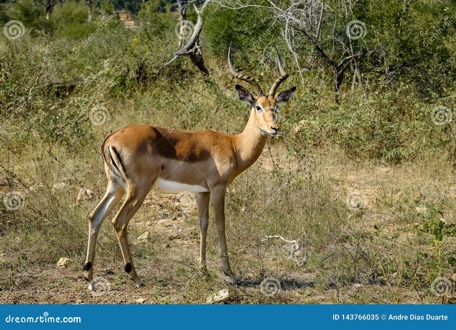 Male impala in the wild stock image. Image of ngorongoro - 143766035