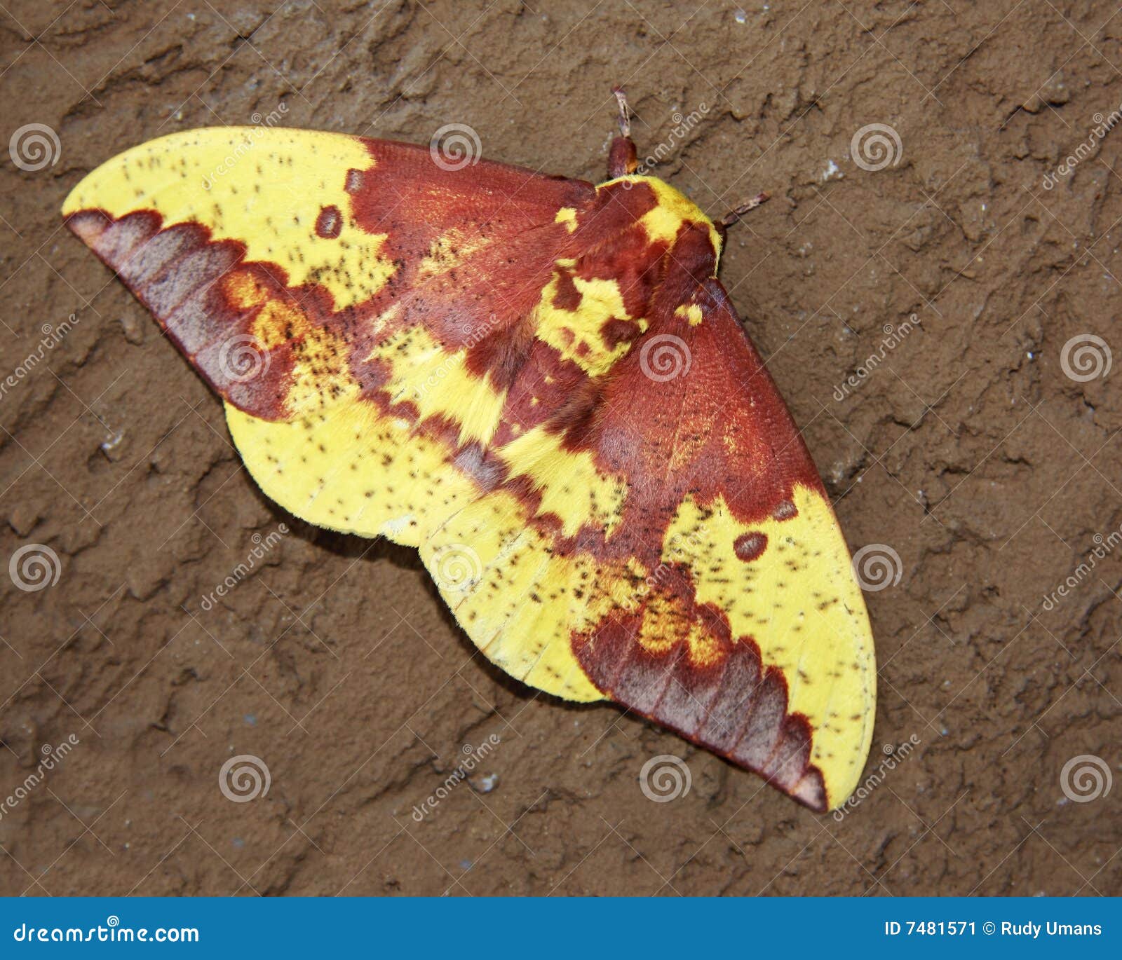 Male Imperial moth stock image. Image of butterfly, animal - 7481571