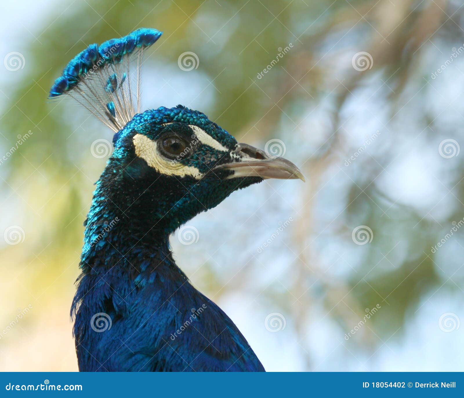 A Male Indian Blue Peacock stock photo. Image of neck - 18054402