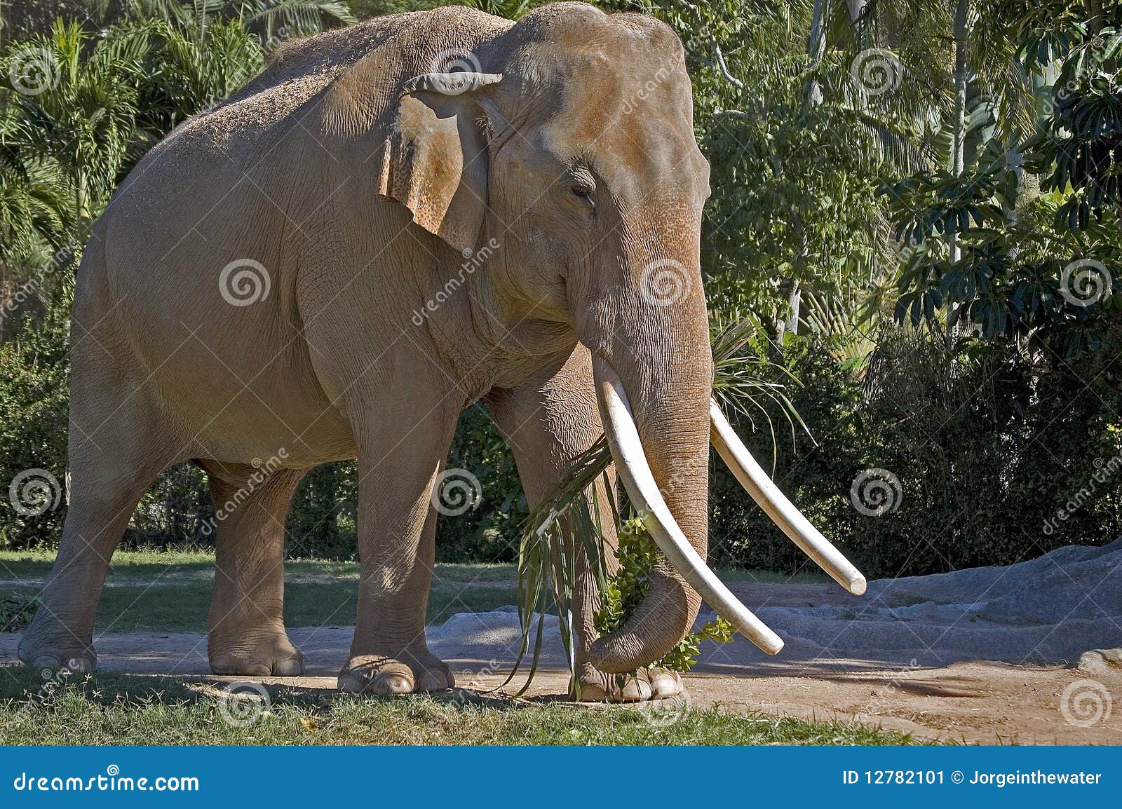 Male Indian Elephant stock image. Image of nose, nails - 12782101