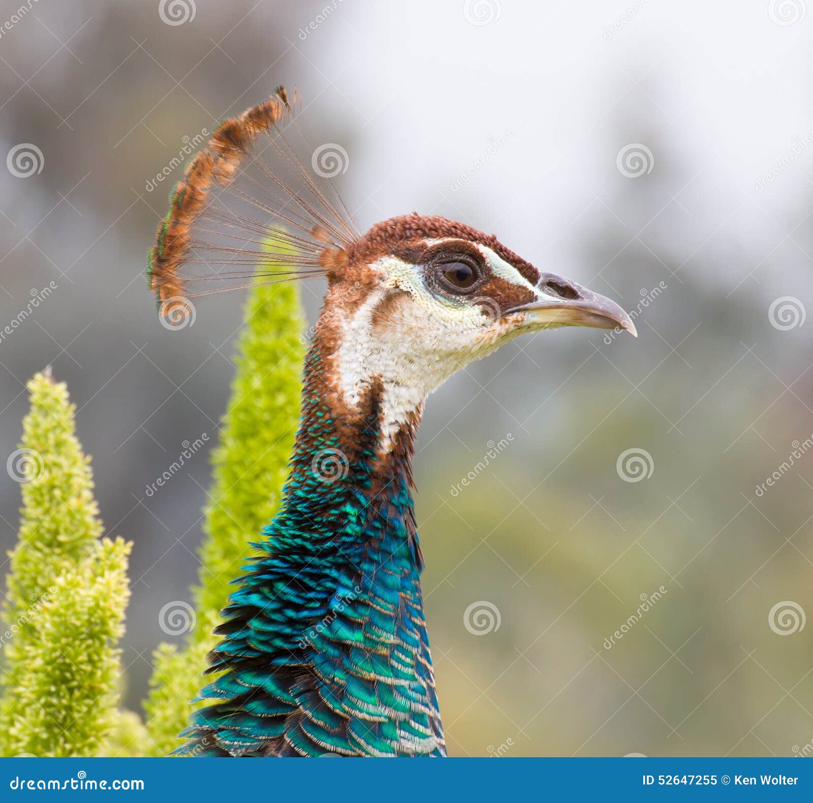 Male Indian Peacock Head stock image. Image of closeup - 52647255