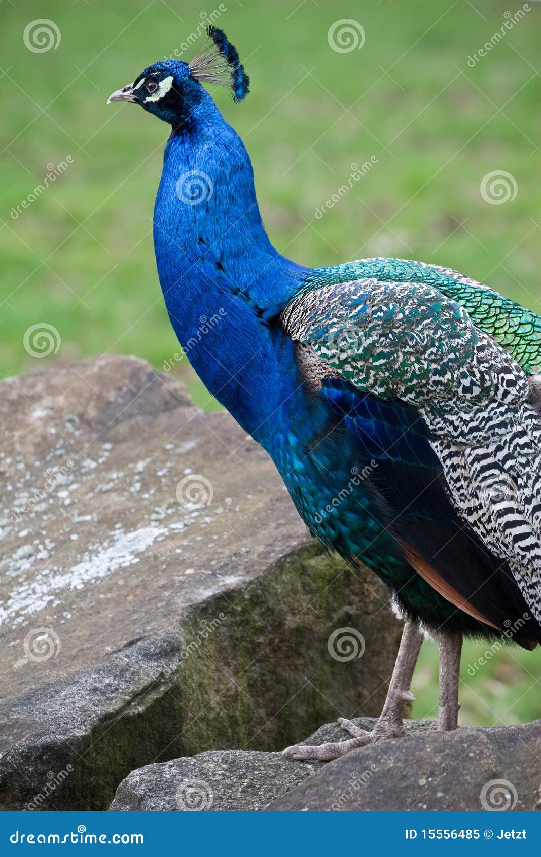 Male Indian Peafowl (peacock) in the Park Stock Image - Image of nature ...