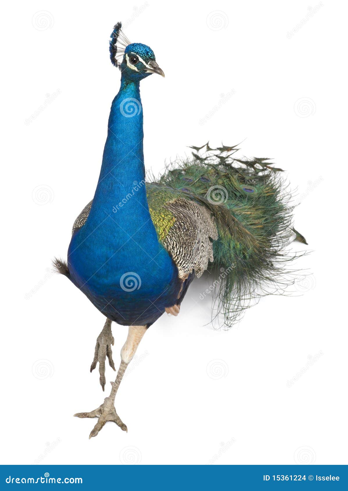 Indian Peafowl With Unfoldedtail Stock Image | CartoonDealer.com #134024677