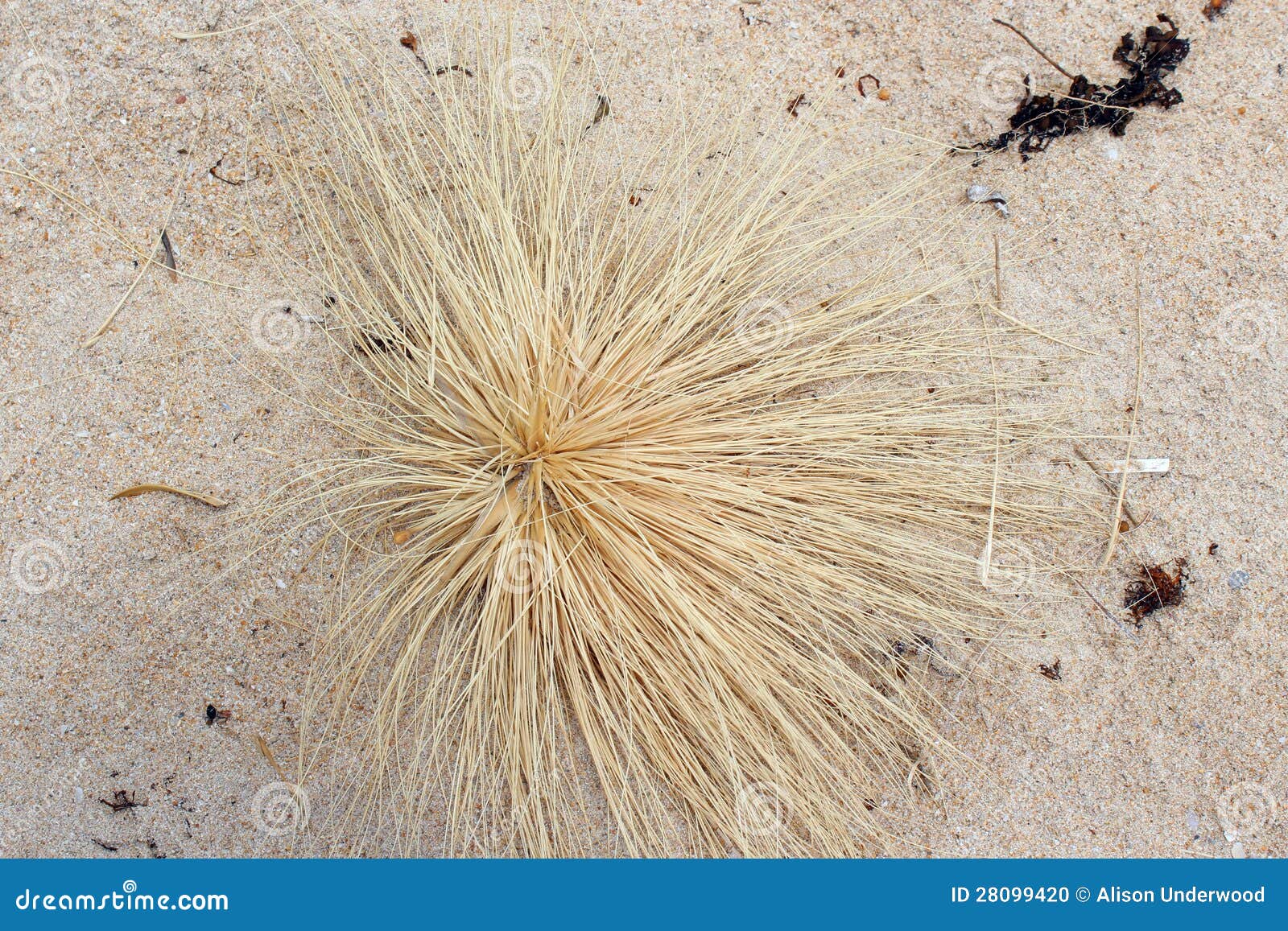 Male Inflorescence Fruit Clusters Of Coco De Mer Lodoicea Maldivica ...