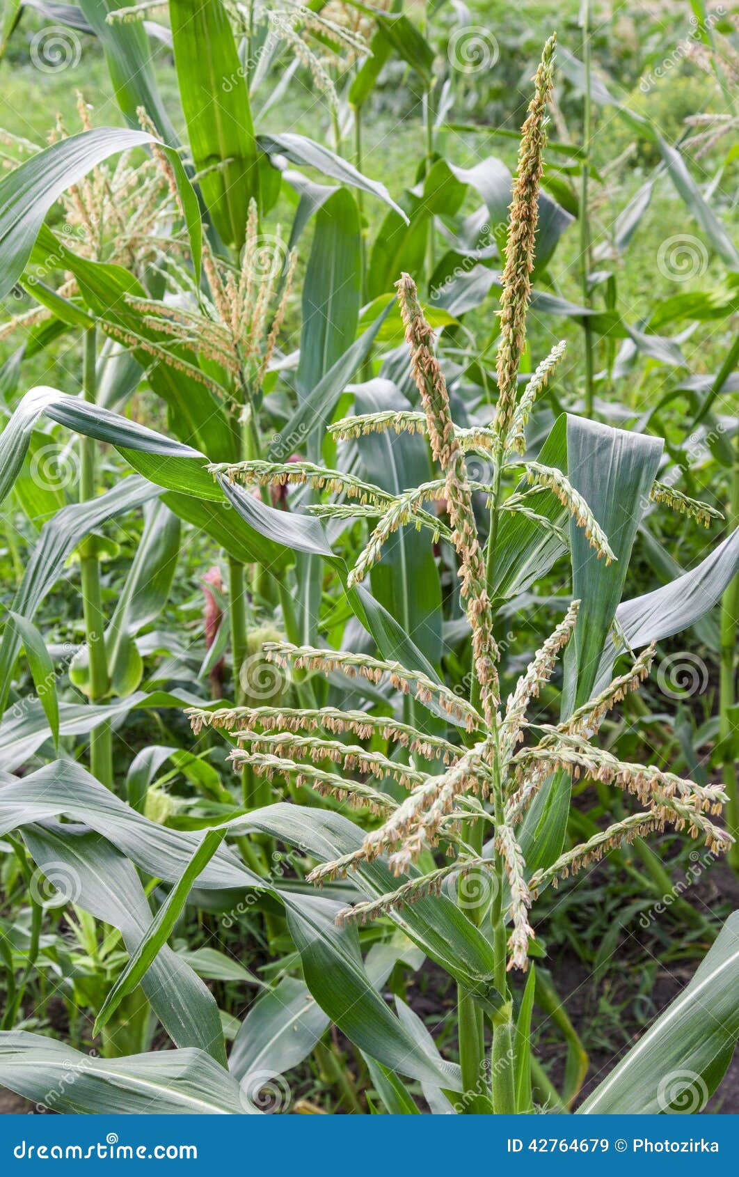 Male Inflorescence of Maize Stock Image - Image of growth, leaf: 42764679