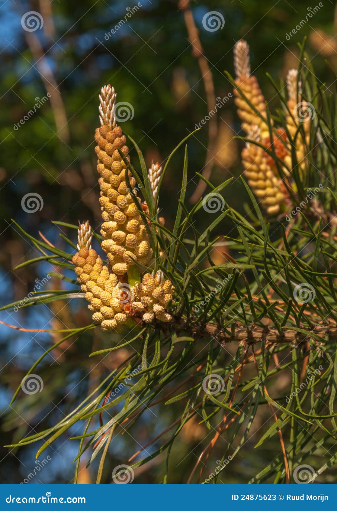 Male Inflorescence of a Scots Pine Stock Image - Image of cones, fresh ...