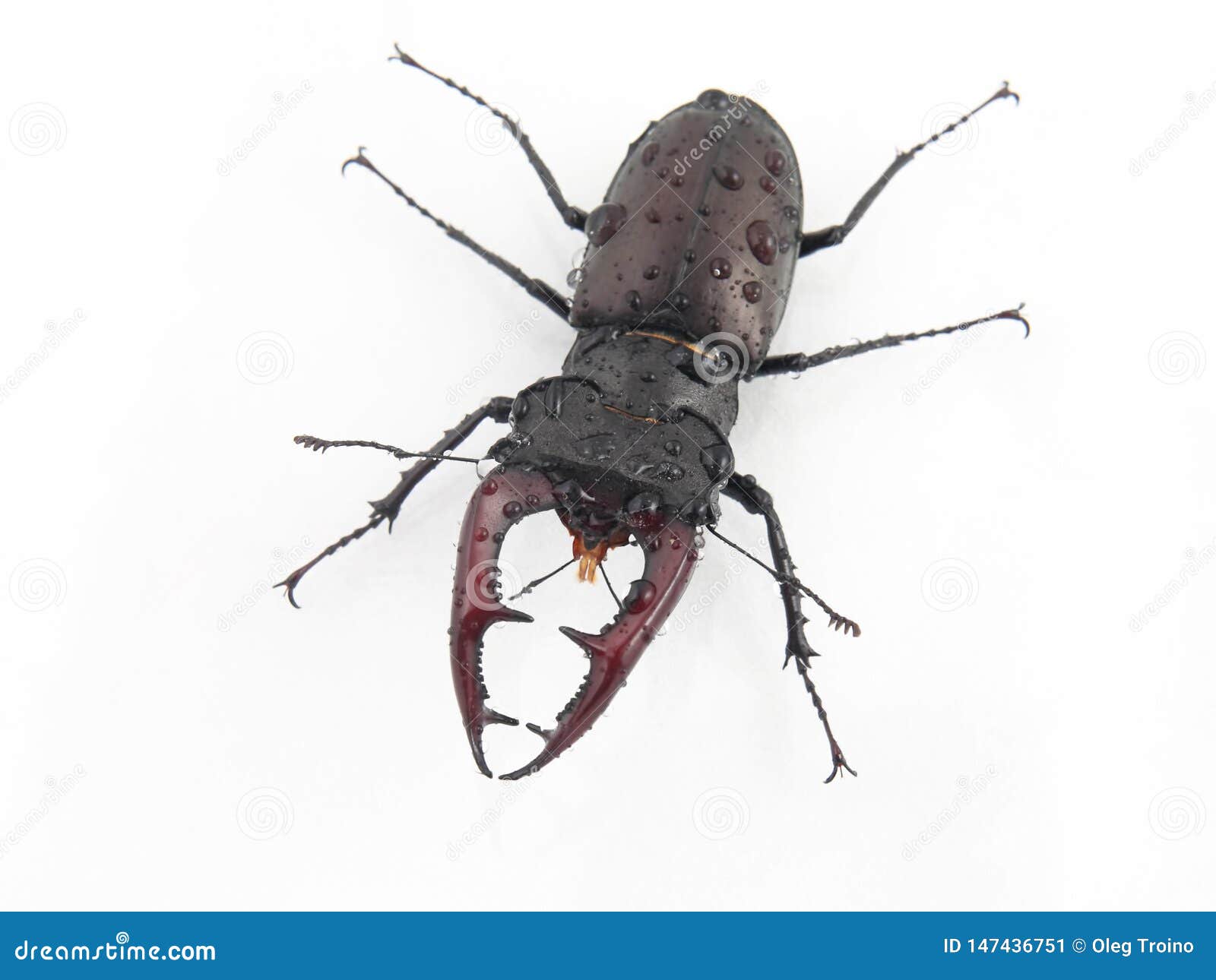 Male Insect Beetle Deer with Antlers on White Background Stock Image ...
