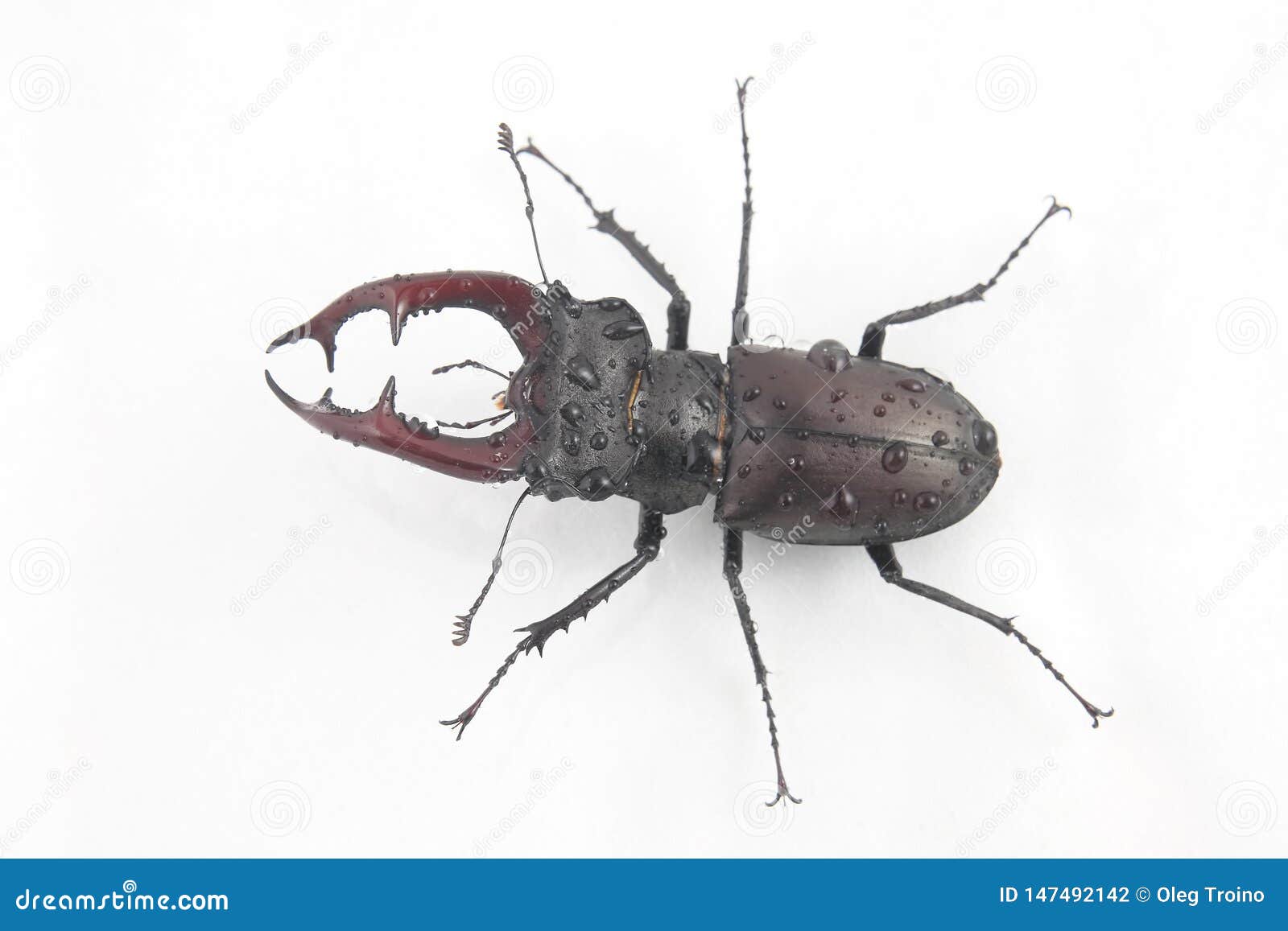 Male Insect Beetle Deer with Antlers on White Background Stock Photo ...