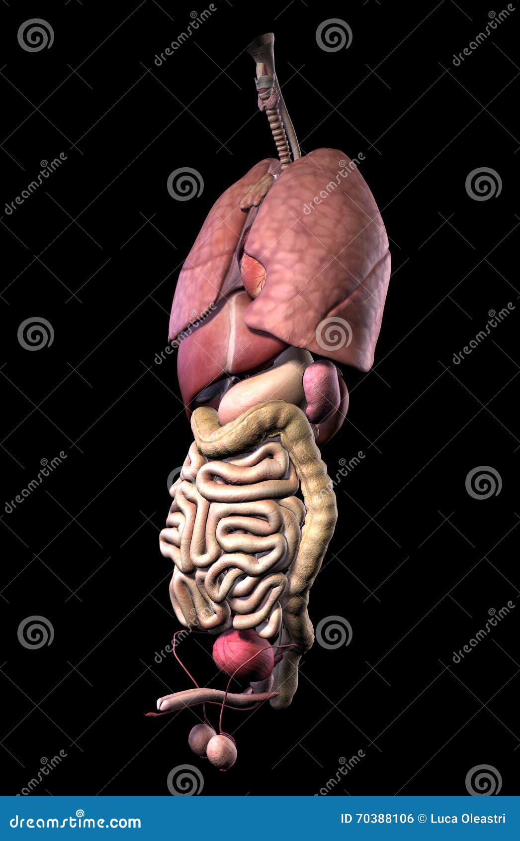 Male internal organs stock illustration. Illustration of bronchus ...