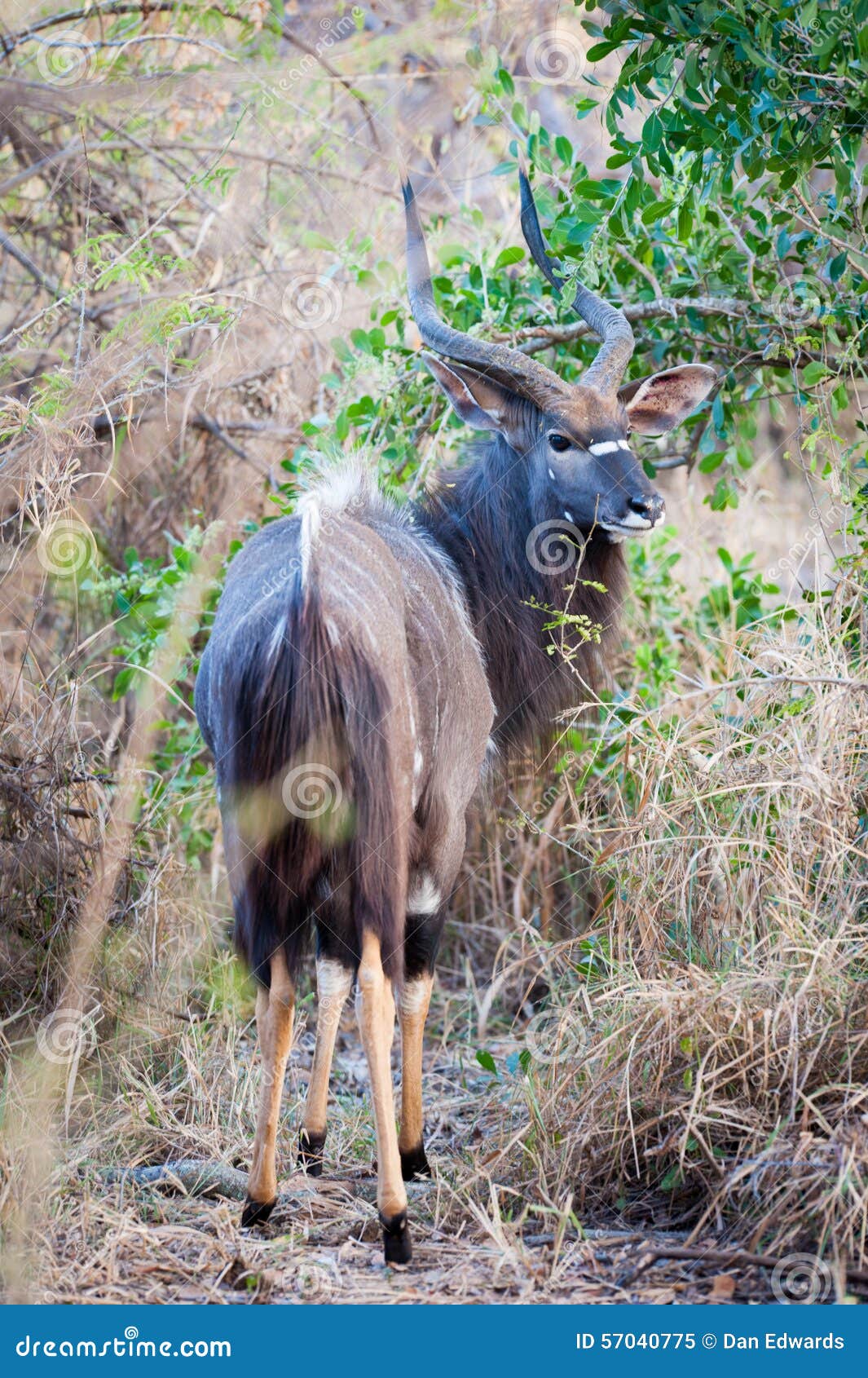 Male Inyala stock image. Image of safari, savanna, herbivore - 57040775