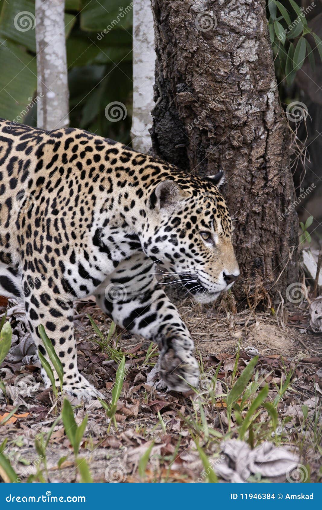 A male jaguar stock photo. Image of yellow, safari, feline - 11946384