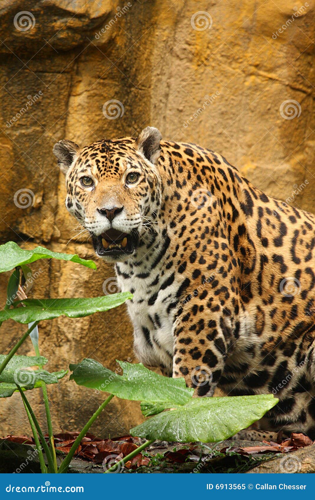 Male jaguar stock image. Image of looking, teeth, tooth - 6913565